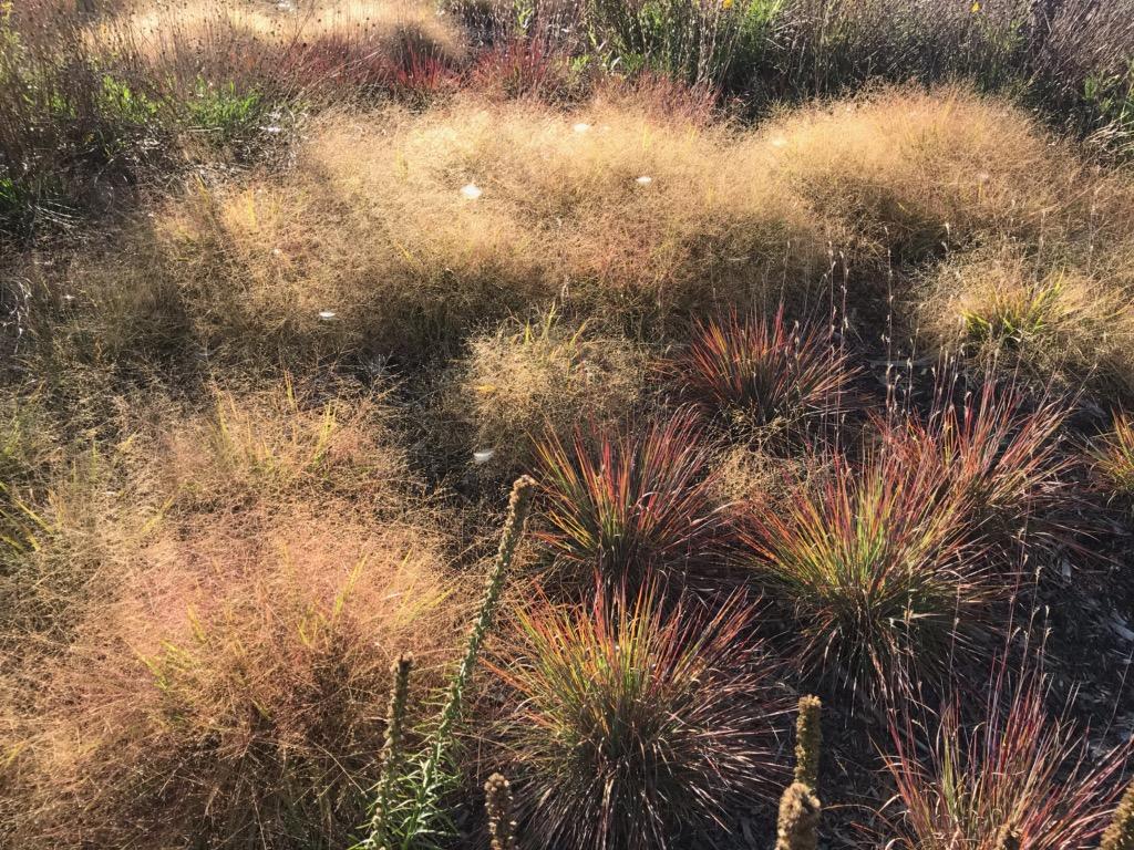 NEWS | Mary Weber | Landscape Architecture